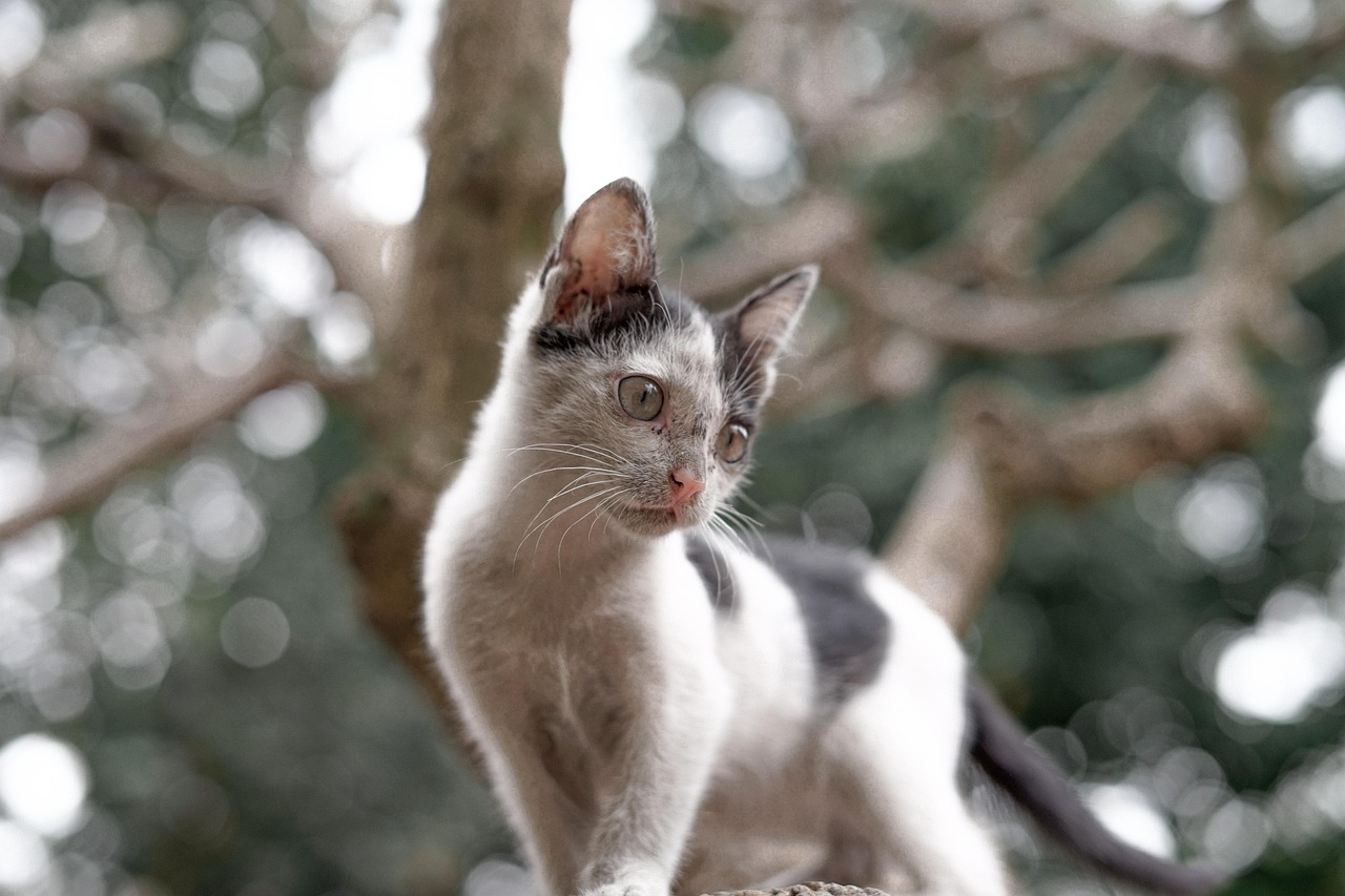 Cat Bokeh Animal - Photo gratuite sur Pixabay - Pixabay