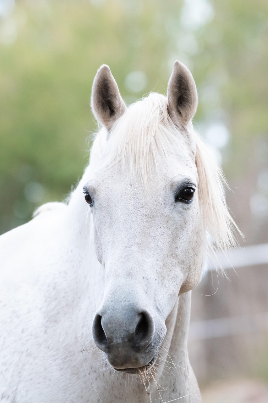 Horse Pony Animal Australian - Free photo on Pixabay