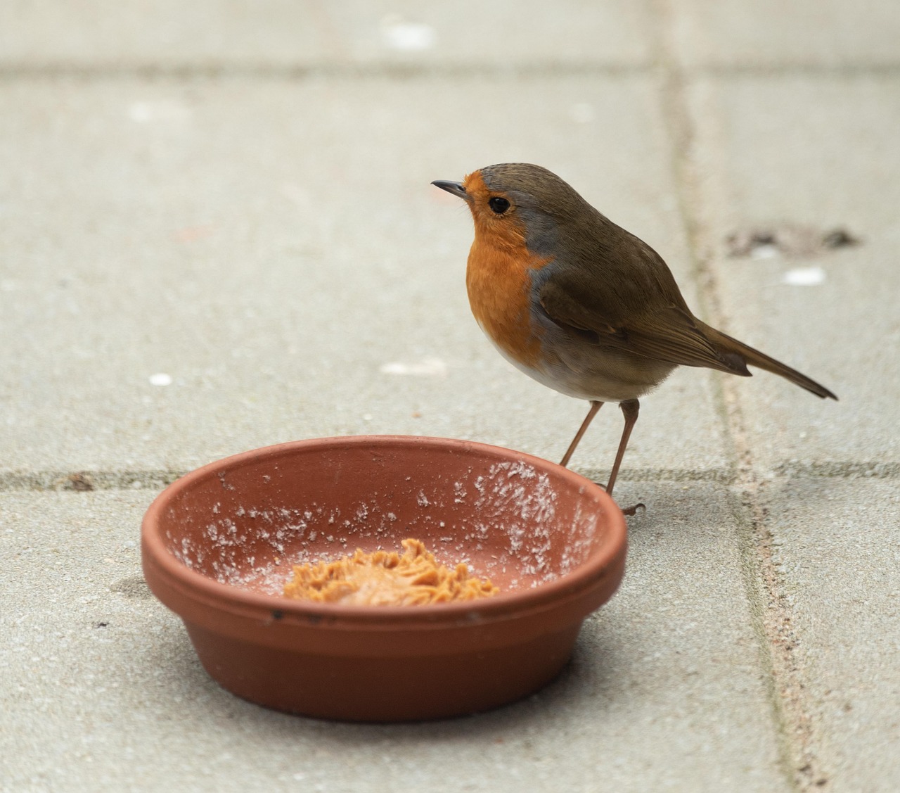 Rouge-Gorge Oiseau De - Photo gratuite sur Pixabay - Pixabay