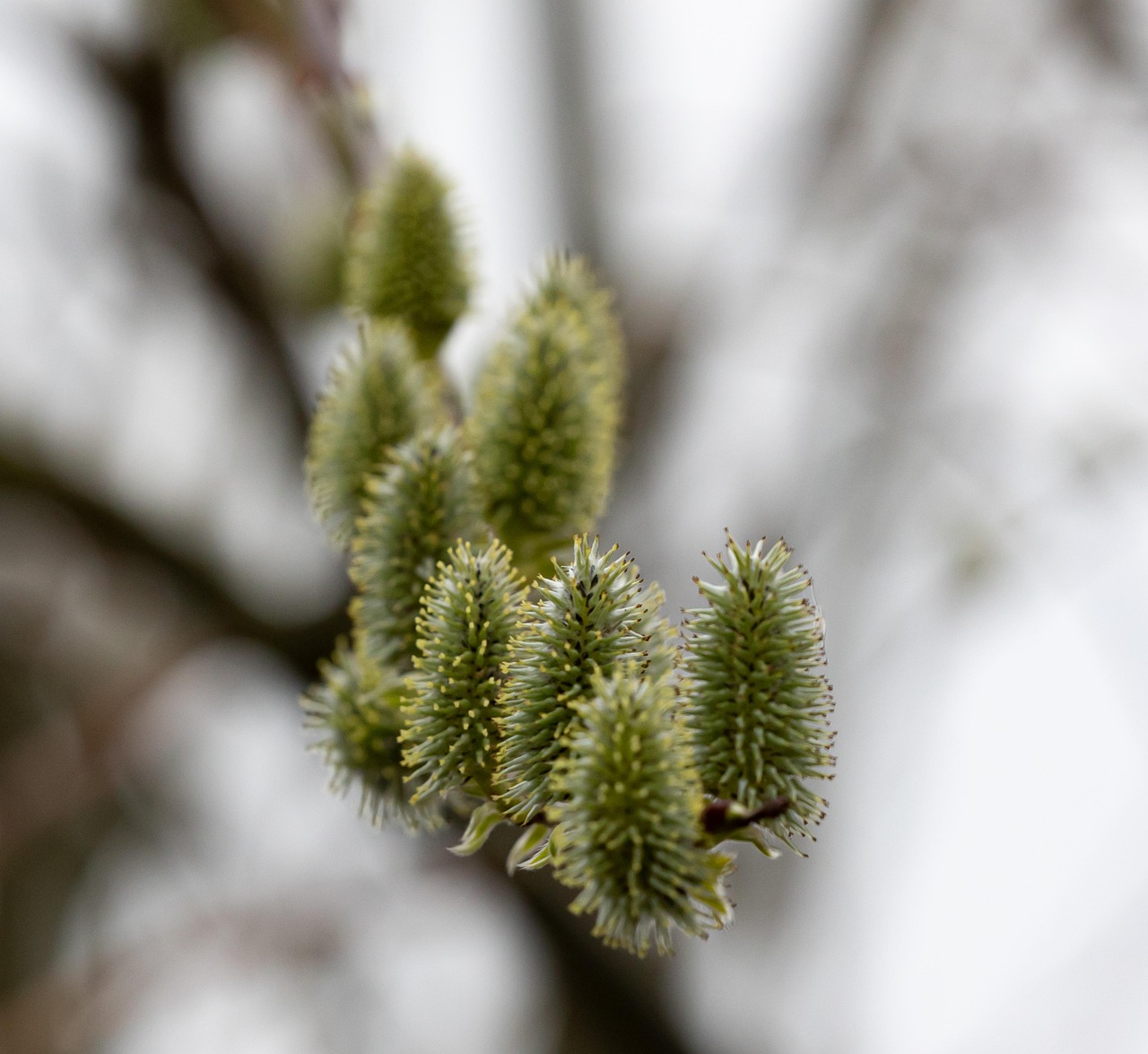 Pussy Willow Pendiente Salix Sauce Foto Gratis En Pixabay Pixabay