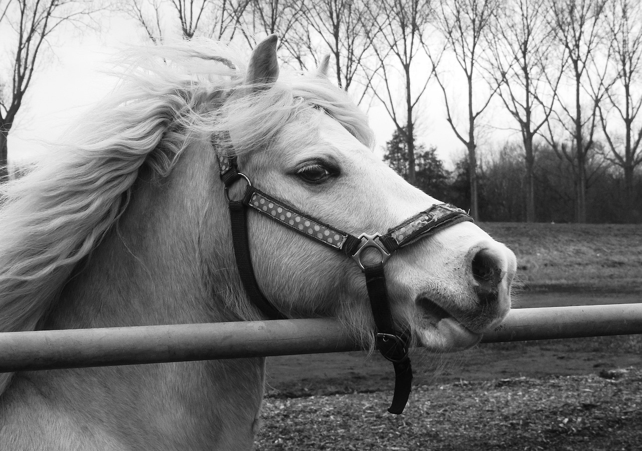 Horse Pony Animal - Free photo on Pixabay