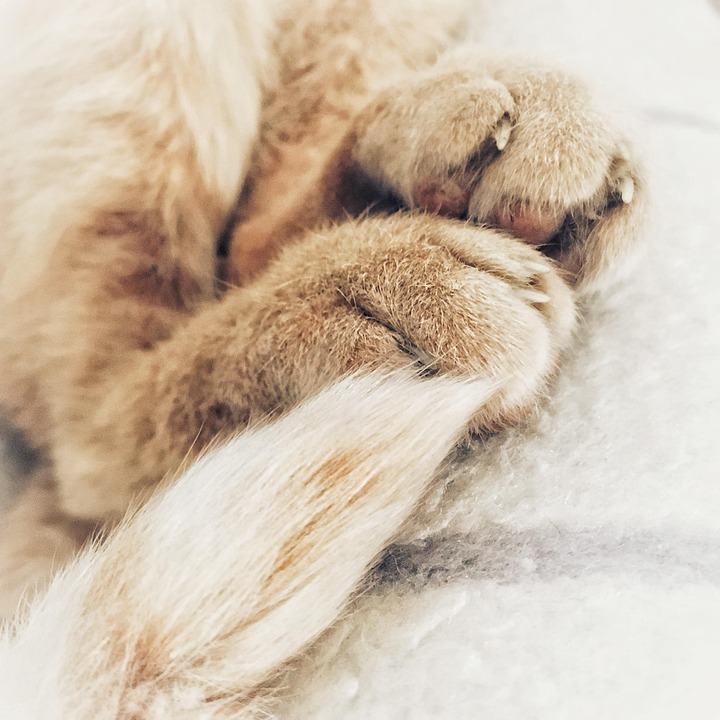 Chat Patte - Photo gratuite sur Pixabay - Pixabay