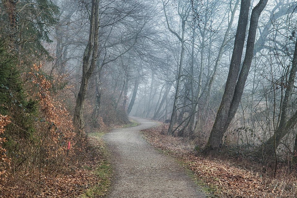 Forest Trail Fog - Free photo on Pixabay - Pixabay