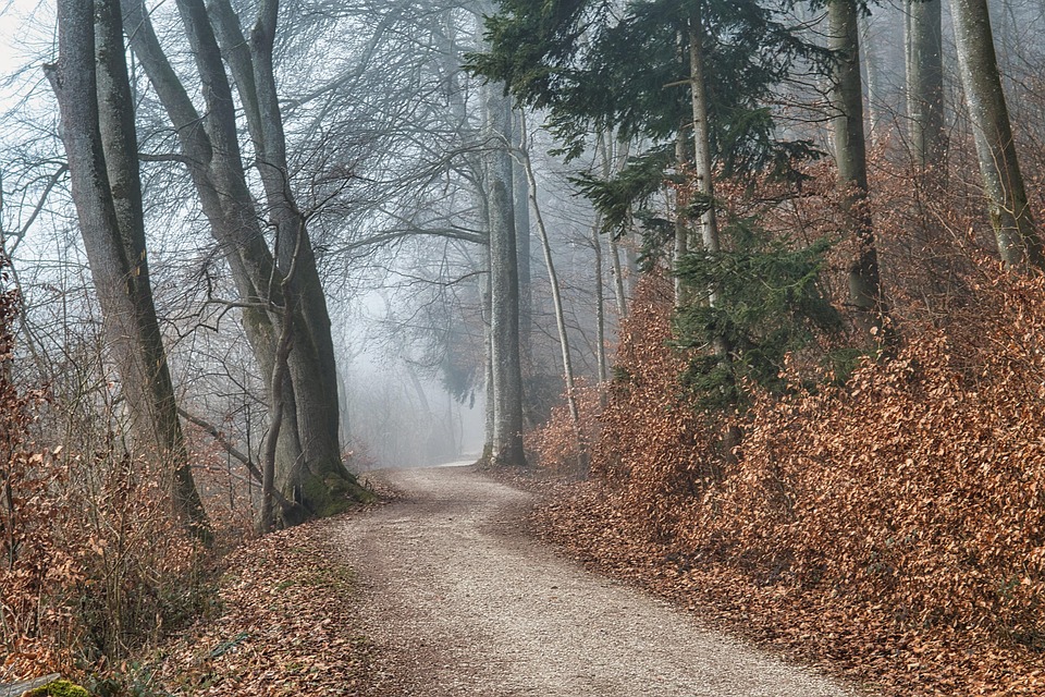 Forest Trail Fog - Free photo on Pixabay - Pixabay