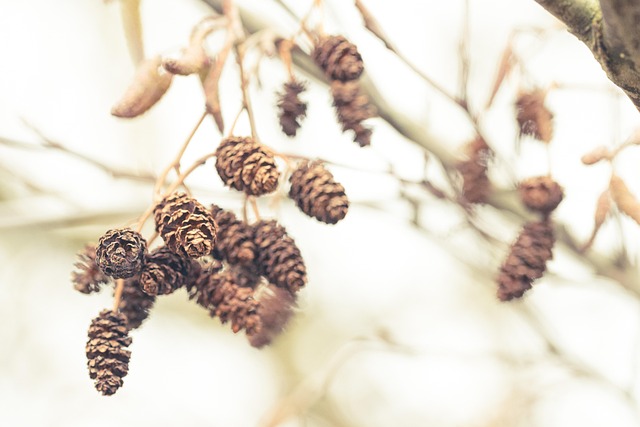 Alder Catkins Tree - Free photo on Pixabay