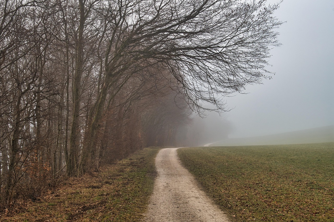 Forest Trail Fog - Free photo on Pixabay - Pixabay