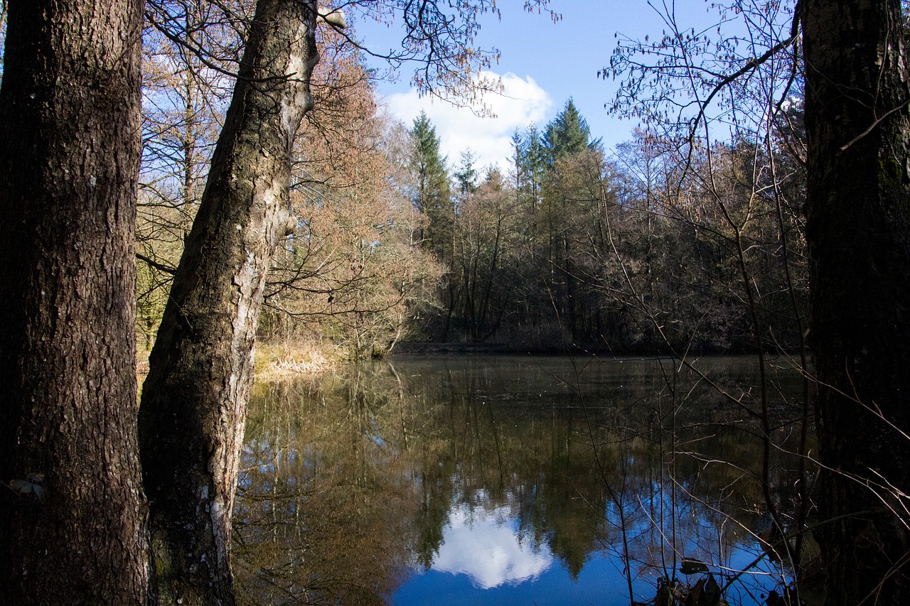 Des Arbres Lac Forêt - Photo gratuite sur Pixabay