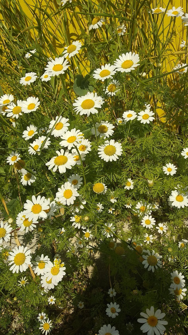 White Spring Flower - Free photo on Pixabay - Pixabay