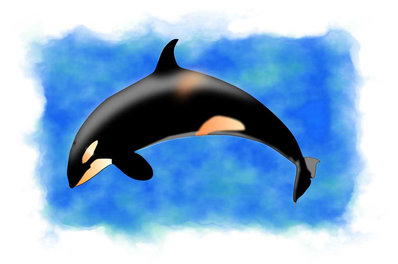 Dolphin The - Free vector graphic on Pixabay