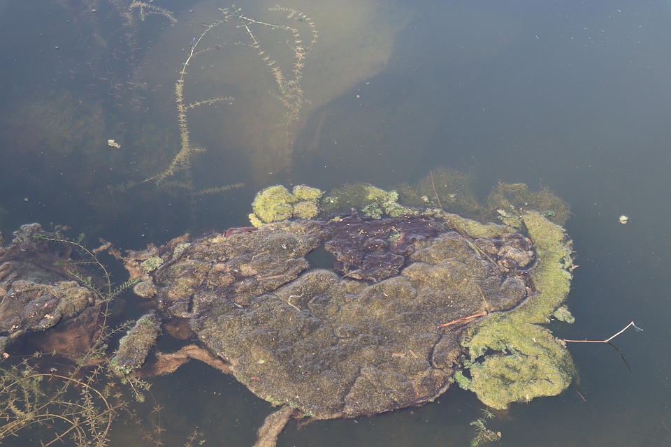 River Algae India - Free photo on Pixabay - Pixabay