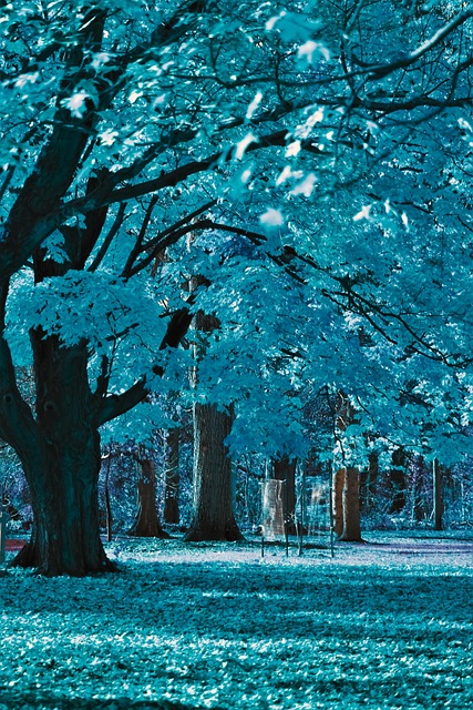 Trees Blue Landscape - Free photo on Pixabay