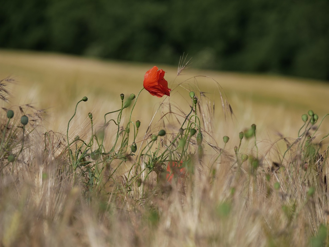 Wheat Field Poppy Flower - Free photo on Pixabay - Pixabay