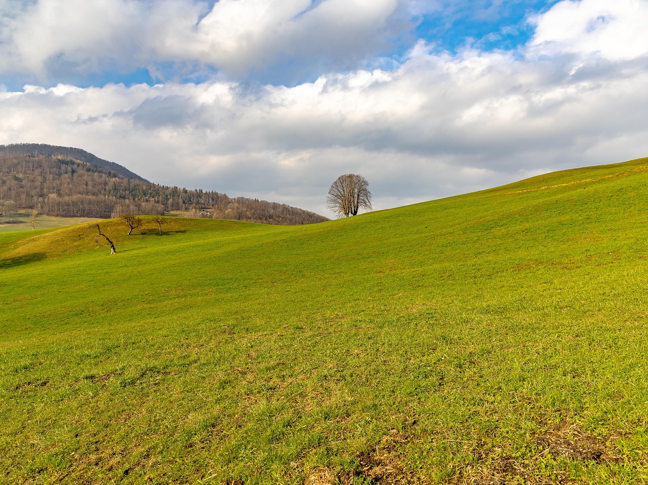 Baum Wiese Natur - Kostenloses Foto auf Pixabay - Pixabay