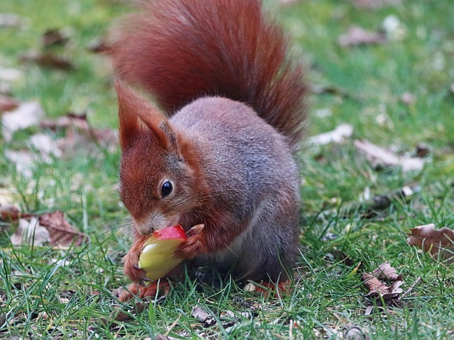 Squirrel Animal Food - Free photo on Pixabay - Pixabay