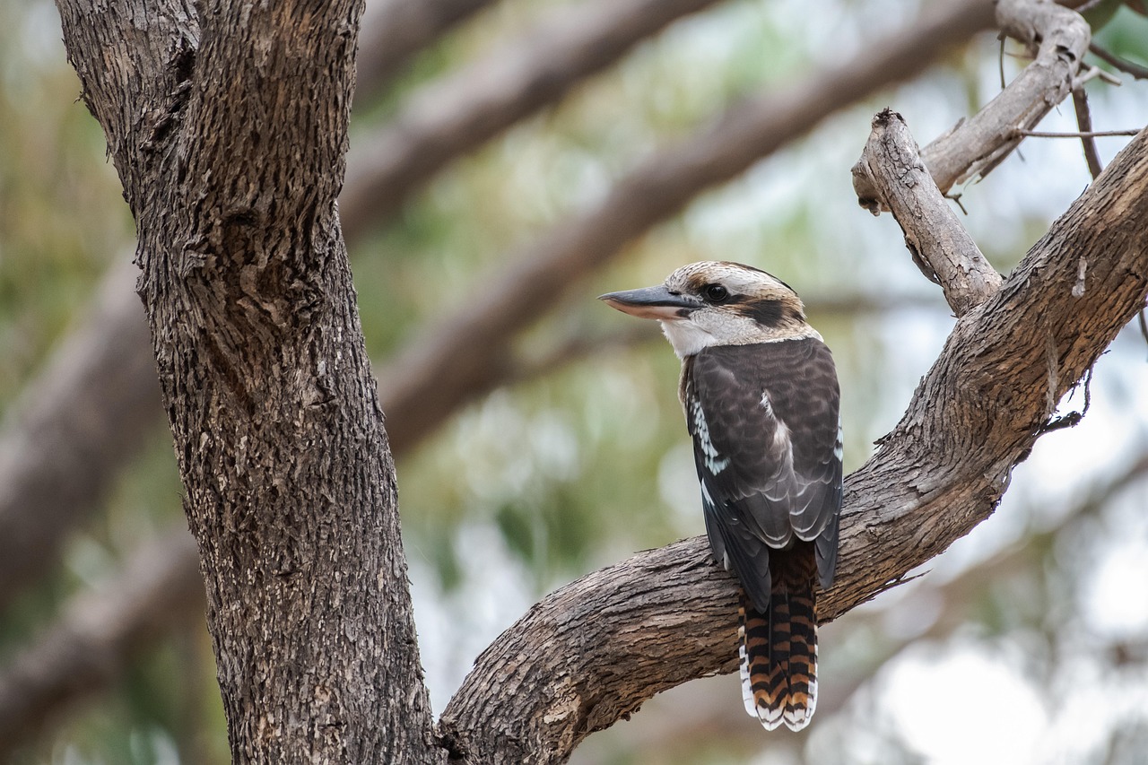 Laughing Kookaburra Branches Tree - Free photo on Pixabay