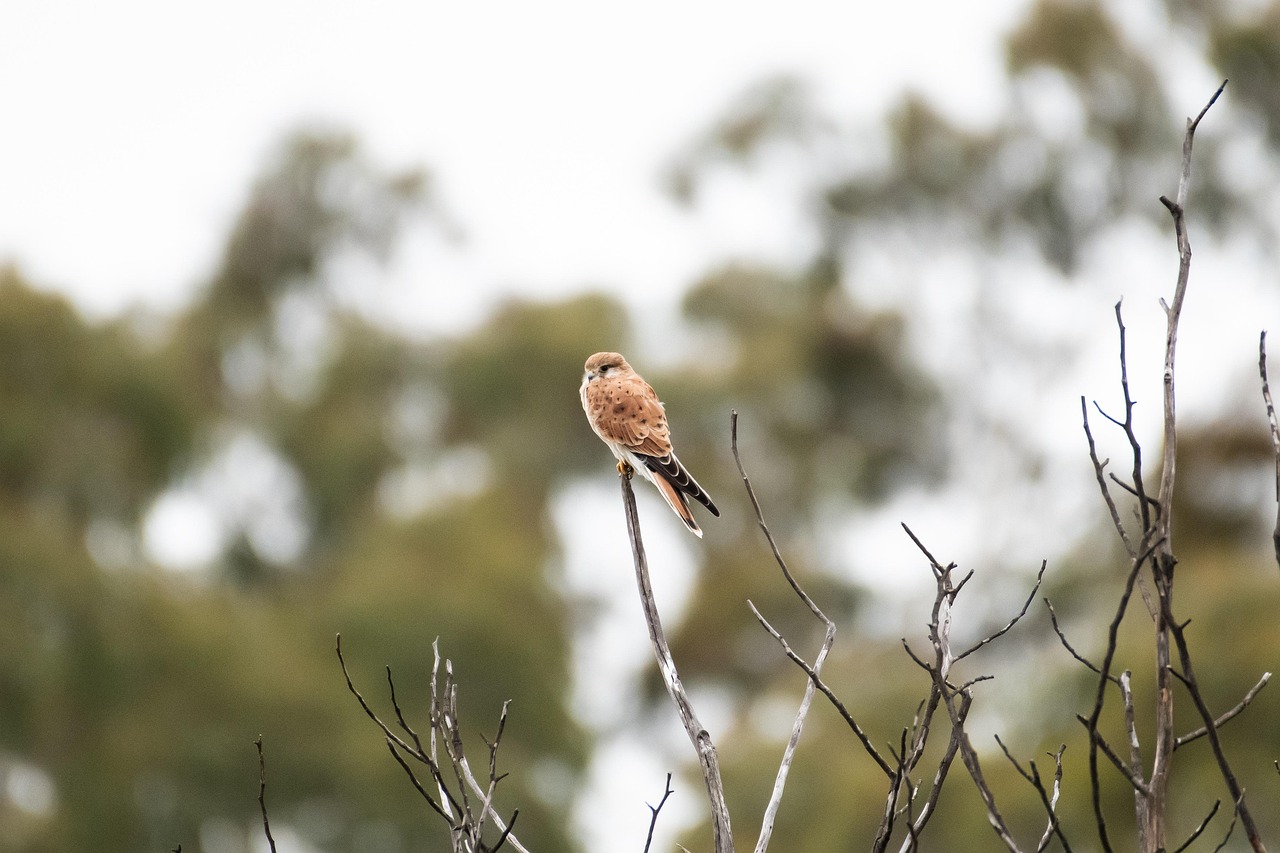 Nankeen Kestrel Bird Branches - Free photo on Pixabay