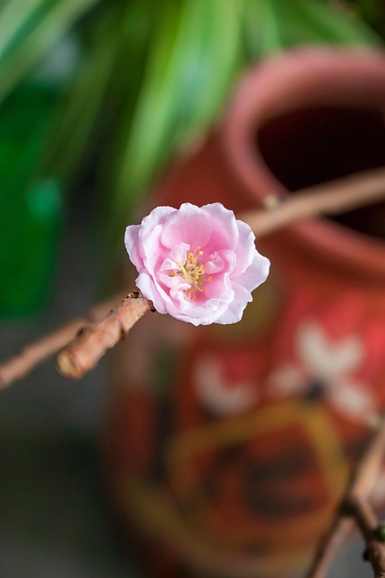 Fleur De Pêche Panier - Photo gratuite sur Pixabay - Pixabay