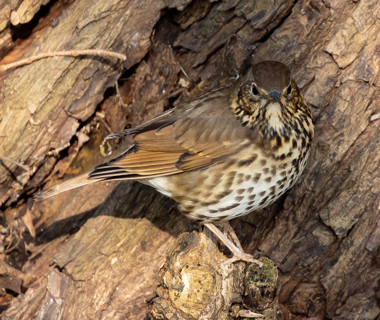60+ Free Song Thrush & Bird Photos - Pixabay