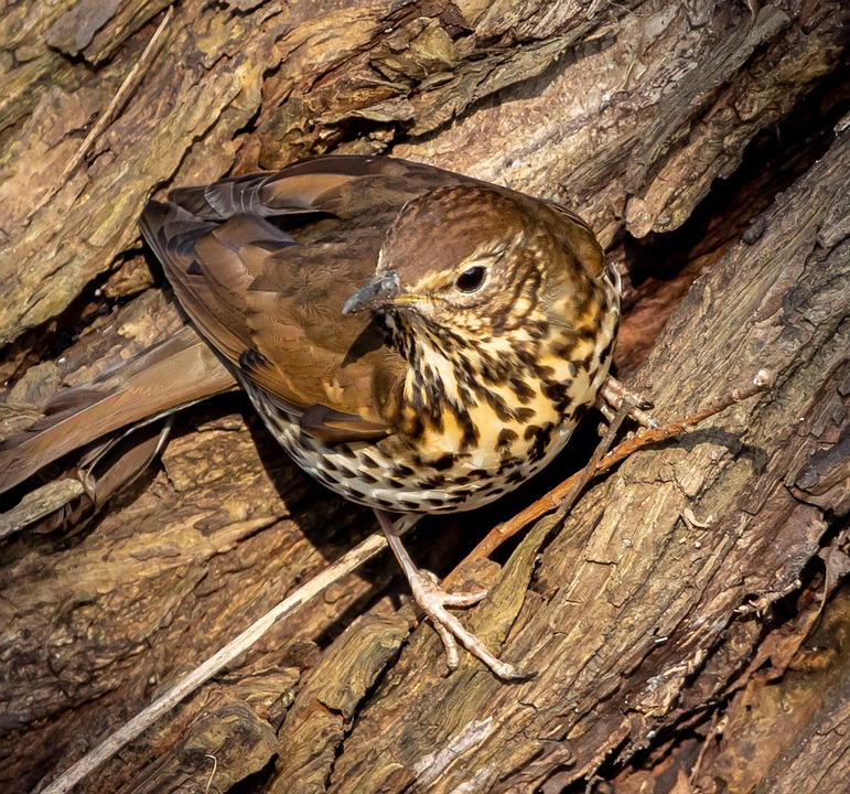 Thrush Bird Branch - Free photo on Pixabay