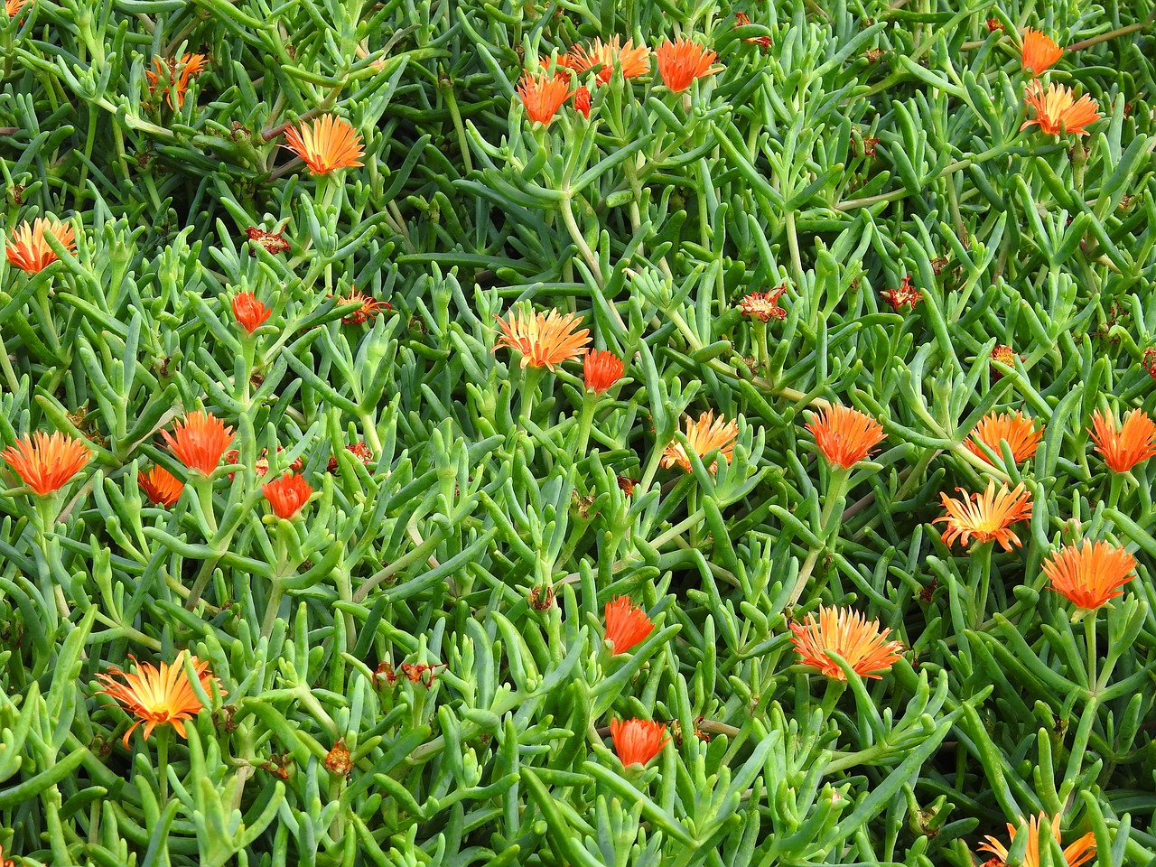 Texture Nature Flowers - Free photo on Pixabay - Pixabay