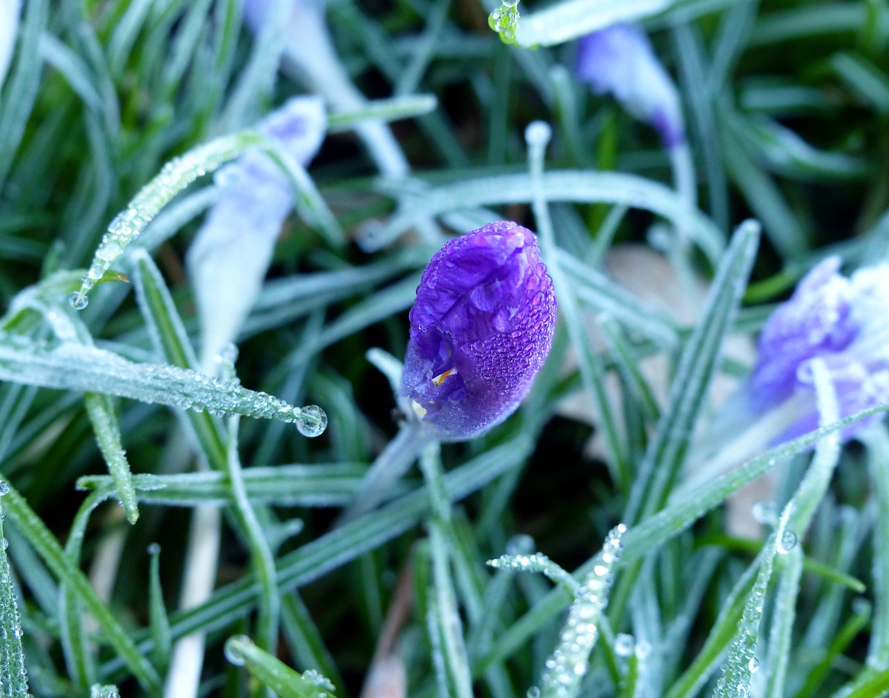 Crocus Gel La Nature - Photo gratuite sur Pixabay - Pixabay