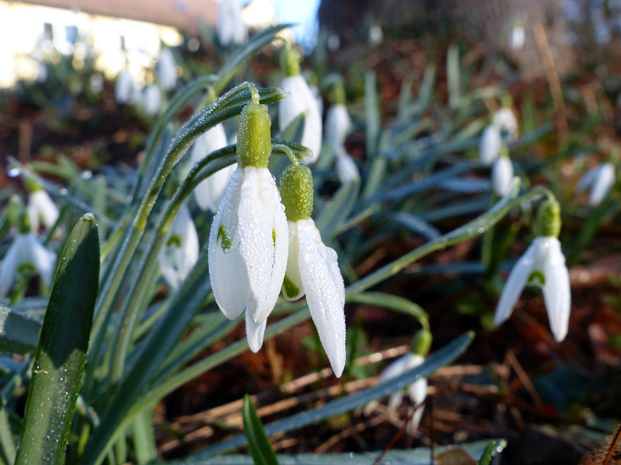 Fleur Floraison Perce-Neige - Photo gratuite sur Pixabay - Pixabay