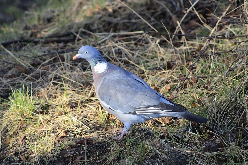 Taube Vogel Nahaufnahme - Kostenloses Foto auf Pixabay