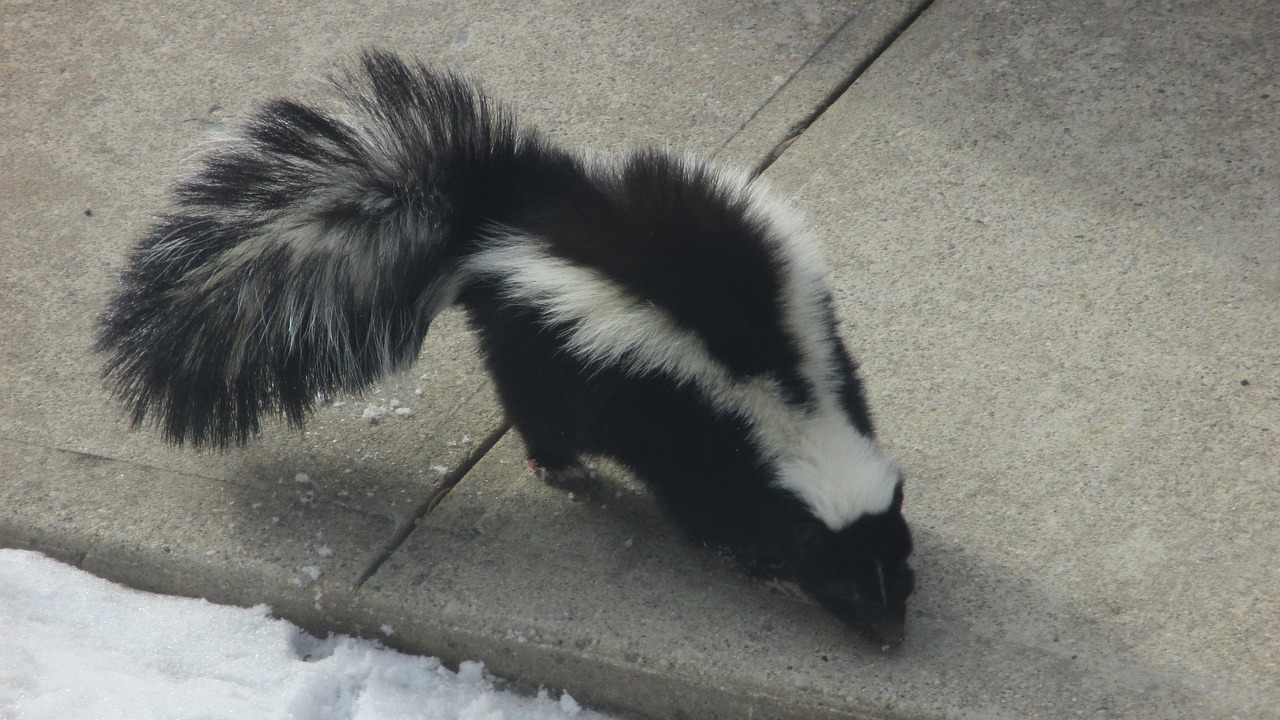 Skunk Nature - Free photo on Pixabay - Pixabay