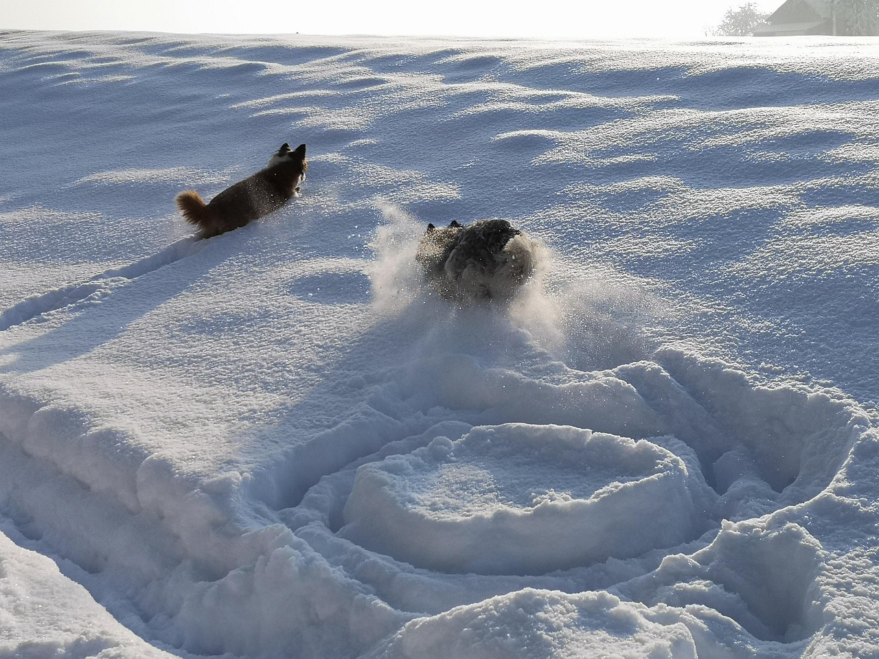 Chiens Hiver Neige Animaux - Photo gratuite sur Pixabay - Pixabay