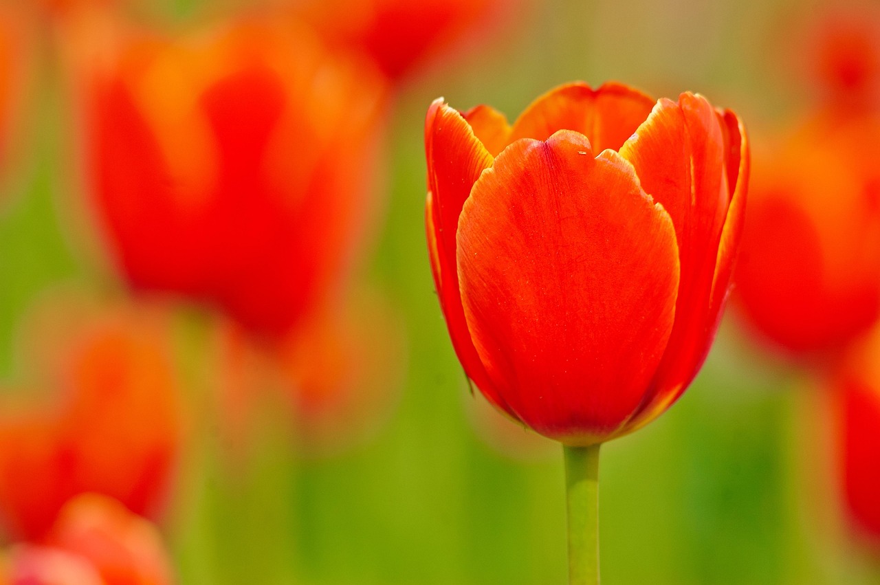 Blumen Tulpen Feld - Kostenloses Foto auf Pixabay - Pixabay