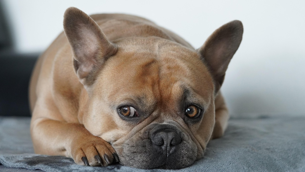 Bulldog Francés Perro Retrato - Foto gratis en Pixabay - Pixabay