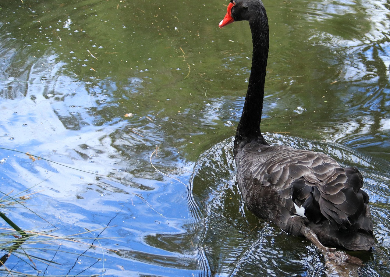 Cisne Negro Jardim Zoológico - Foto gratuita no Pixabay - Pixabay