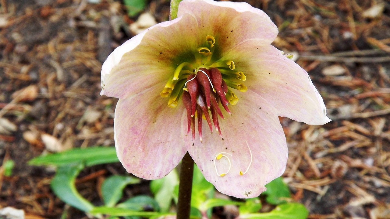 Spring Flower Developed - Free photo on Pixabay - Pixabay