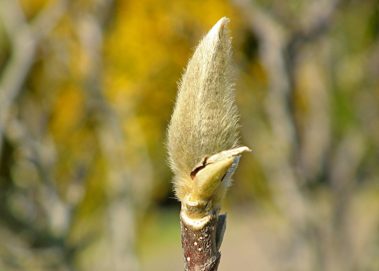 Magnolia Bud Plant Flower - Free photo on Pixabay