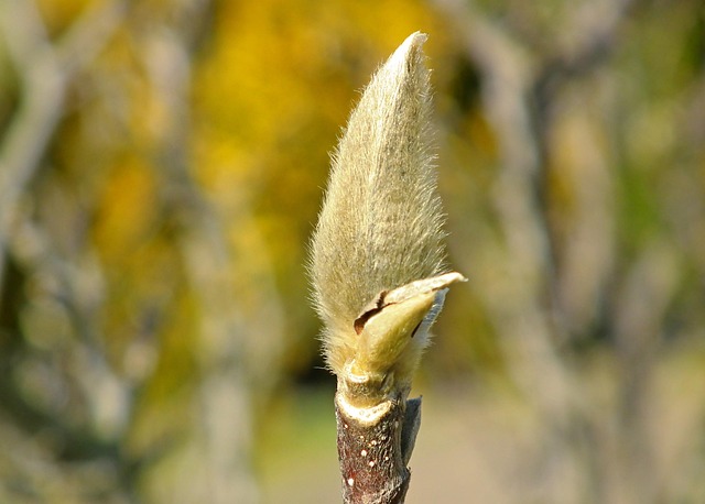 Magnolia Bud Plant Flower - Free photo on Pixabay