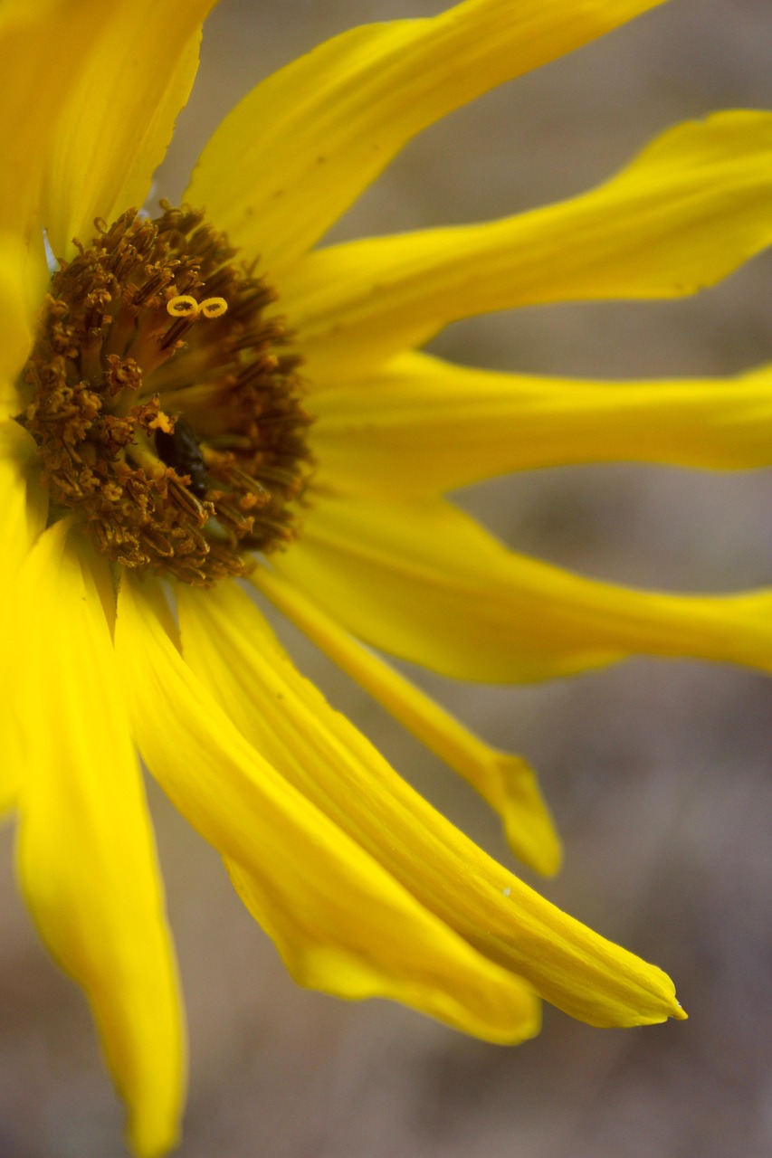 Flower Nature Close Up - Free photo on Pixabay - Pixabay