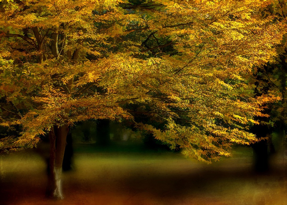 树 秋天 老的 - Pixabay上的免费照片 - Pixabay