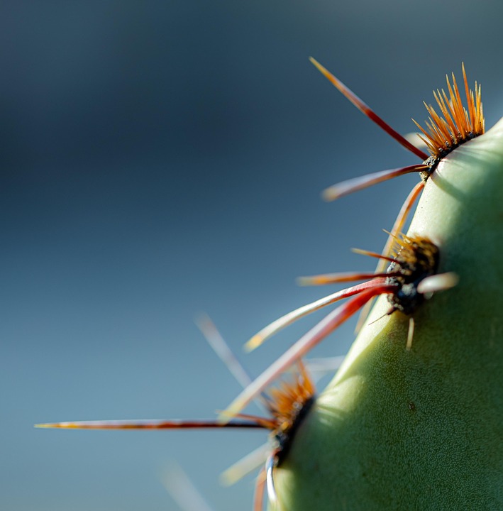 Cactus Thorns Plant - Free photo on Pixabay