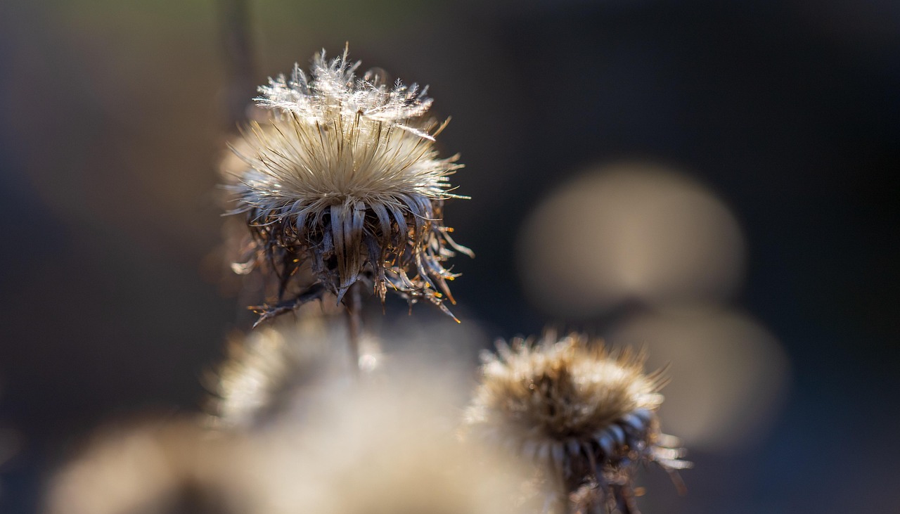 6+ Free Carlin & Nature Photos - Pixabay