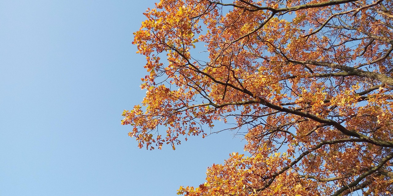 Arbre Ciel - Photo gratuite sur Pixabay - Pixabay