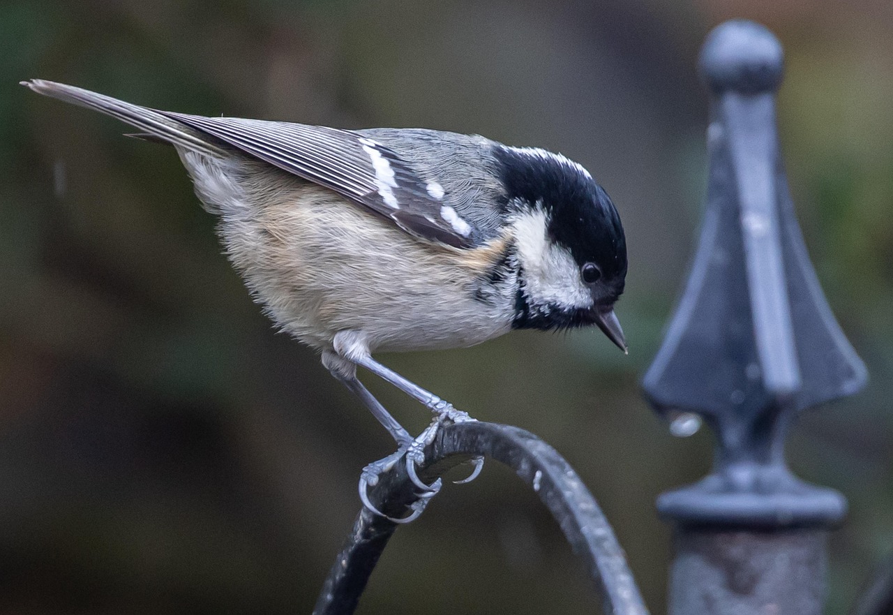 Great Tit Bird Perched - Free photo on Pixabay - Pixabay