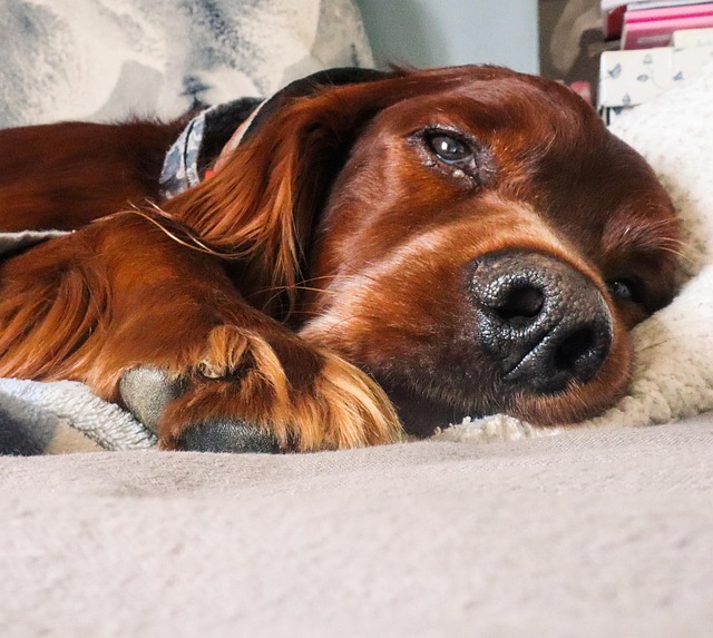 Chien Fainéant Animal - Photo gratuite sur Pixabay
