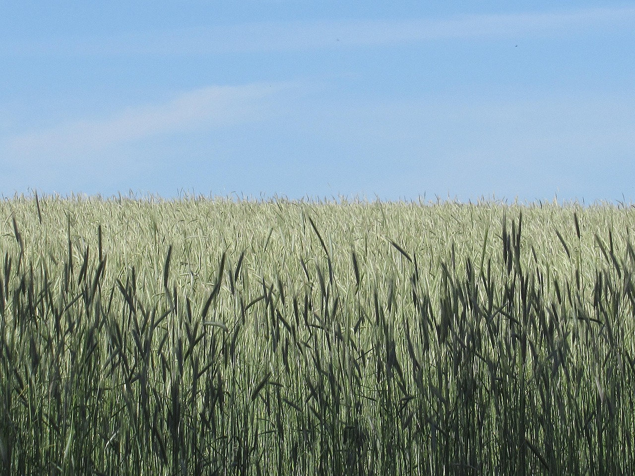 Campo Maizal Cereales - Foto gratis en Pixabay - Pixabay Campo Maizal Cereales - Foto gratis en Pixabay - Pixabay