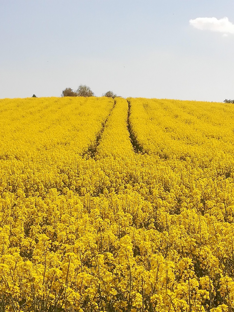 Field Of Rapeseeds Oilseed Rape - Free photo on Pixabay - Pixabay
