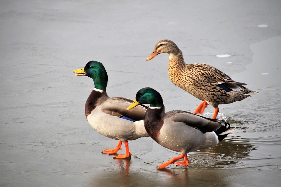 Ducks Wild Female - Free photo on Pixabay