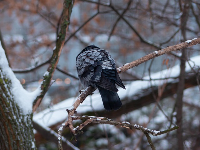 Pigeon Winter Bird - Free photo on Pixabay