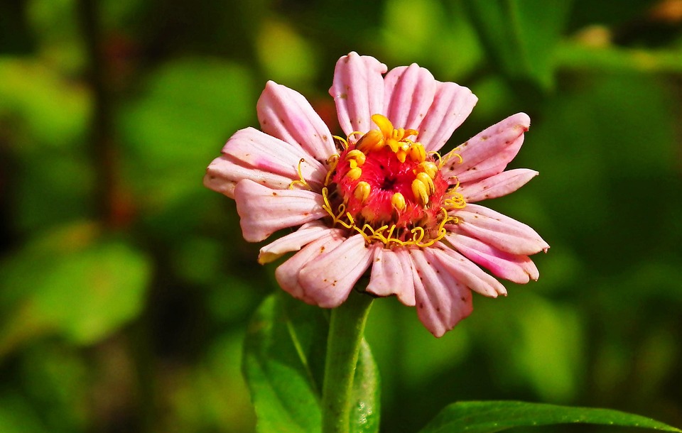 Zinnia Flor Planta - Foto gratis en Pixabay - Pixabay