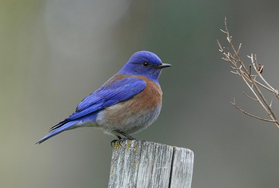 Western Bluebird Bird Wood - Free photo on Pixabay