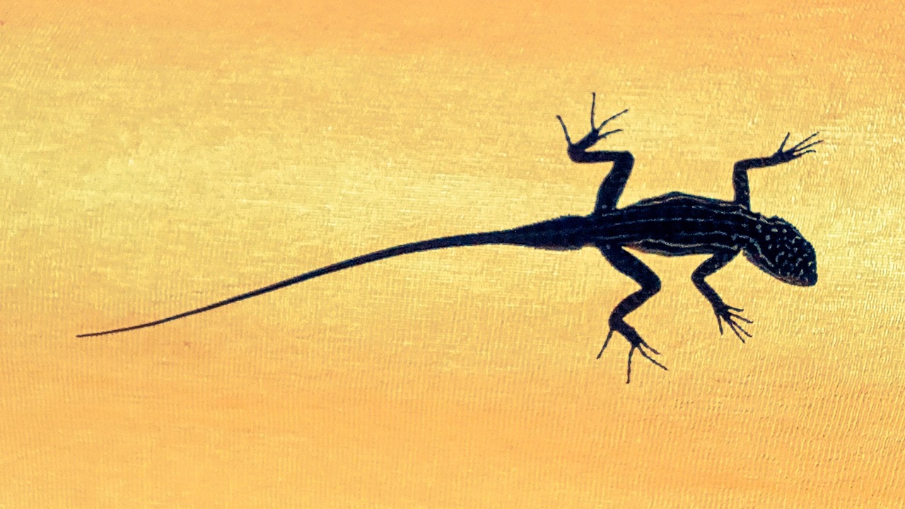Lizard Wild - Free photo on Pixabay - Pixabay