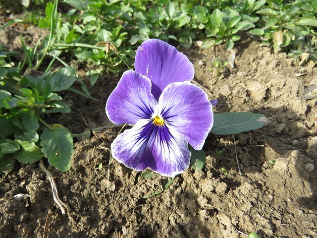 Violet Gorgeous Pretty - Free photo on Pixabay - Pixabay